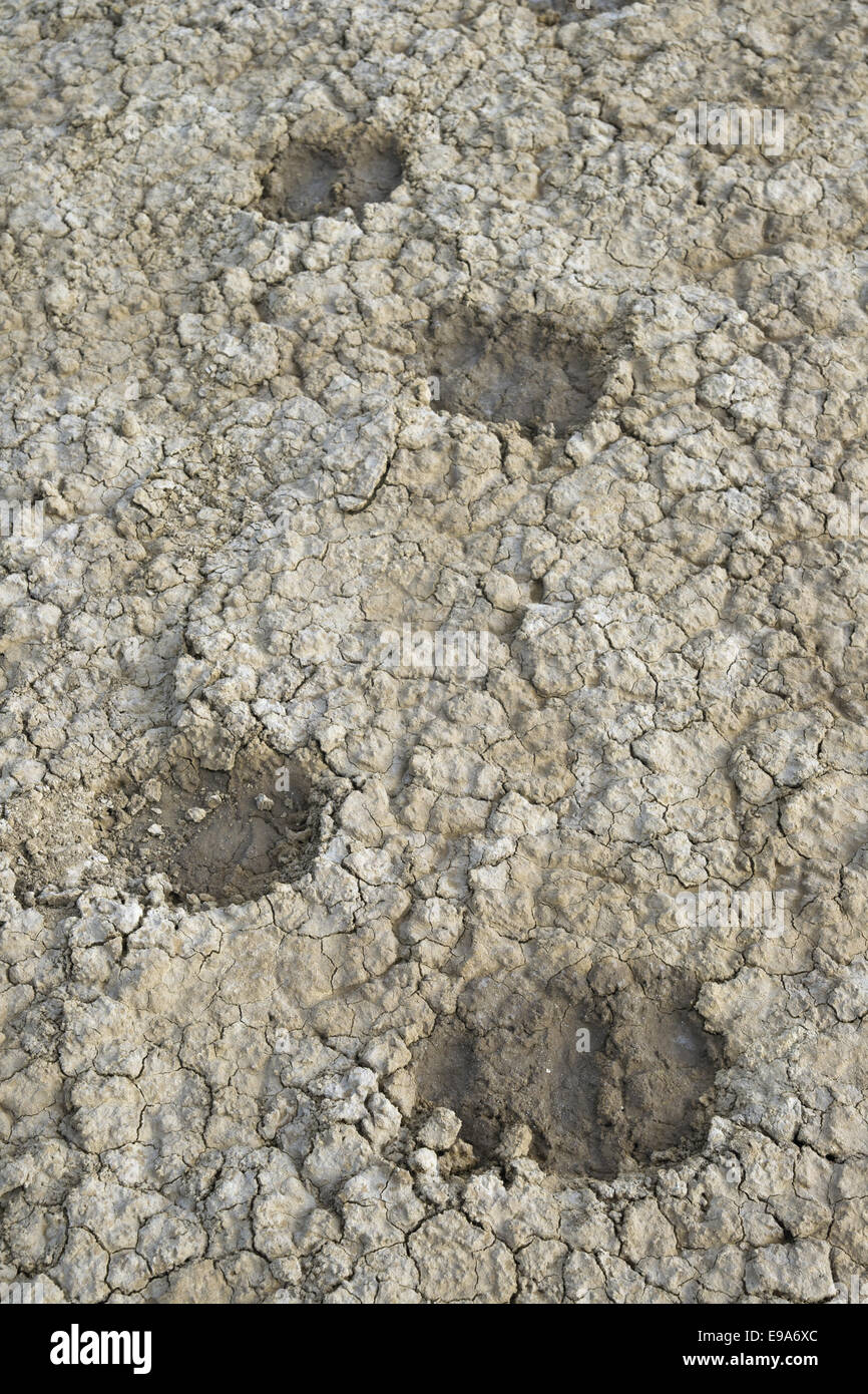 Sheep footprints hi-res stock photography and images - Alamy