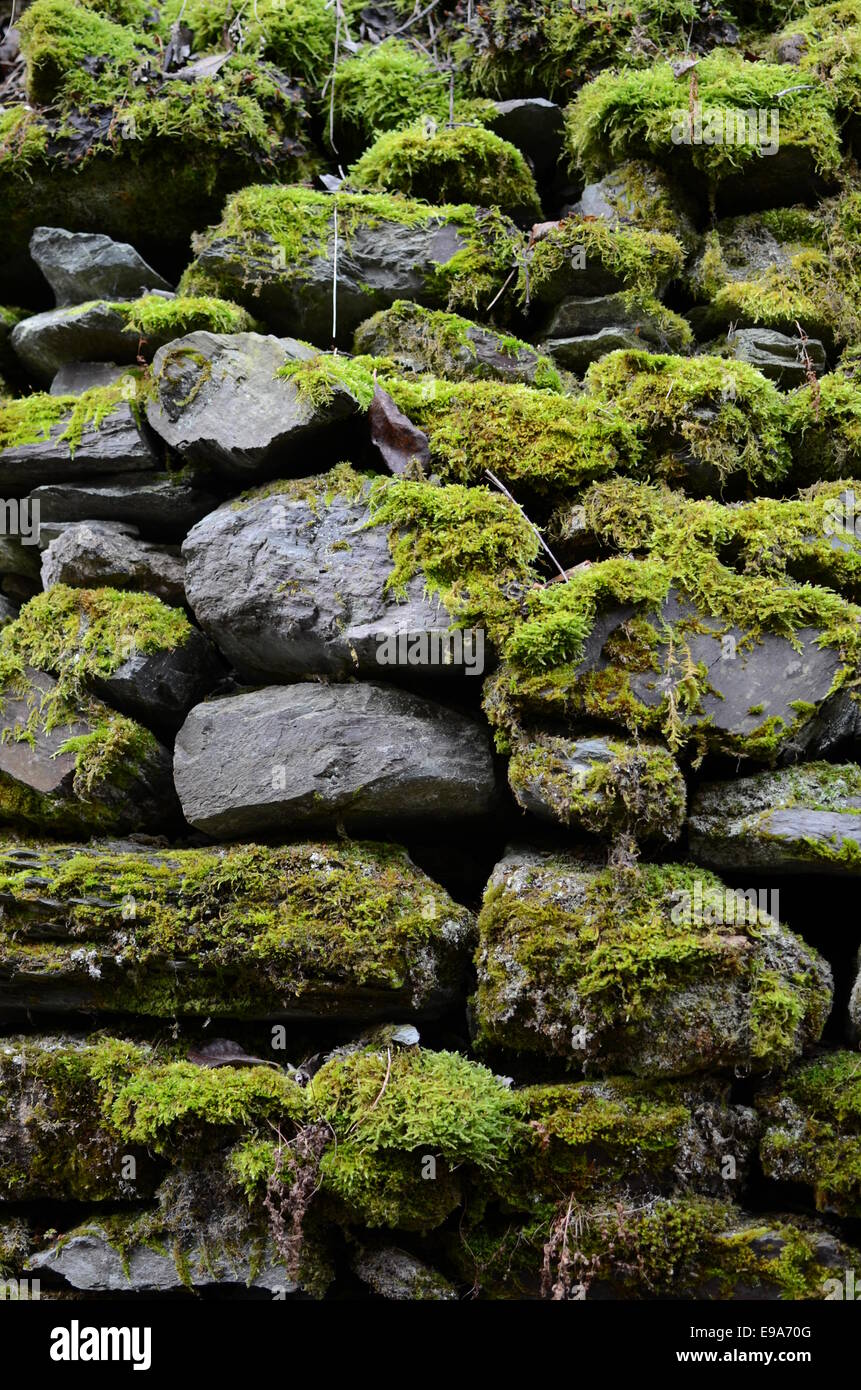 old wall with bog Stock Photo - Alamy
