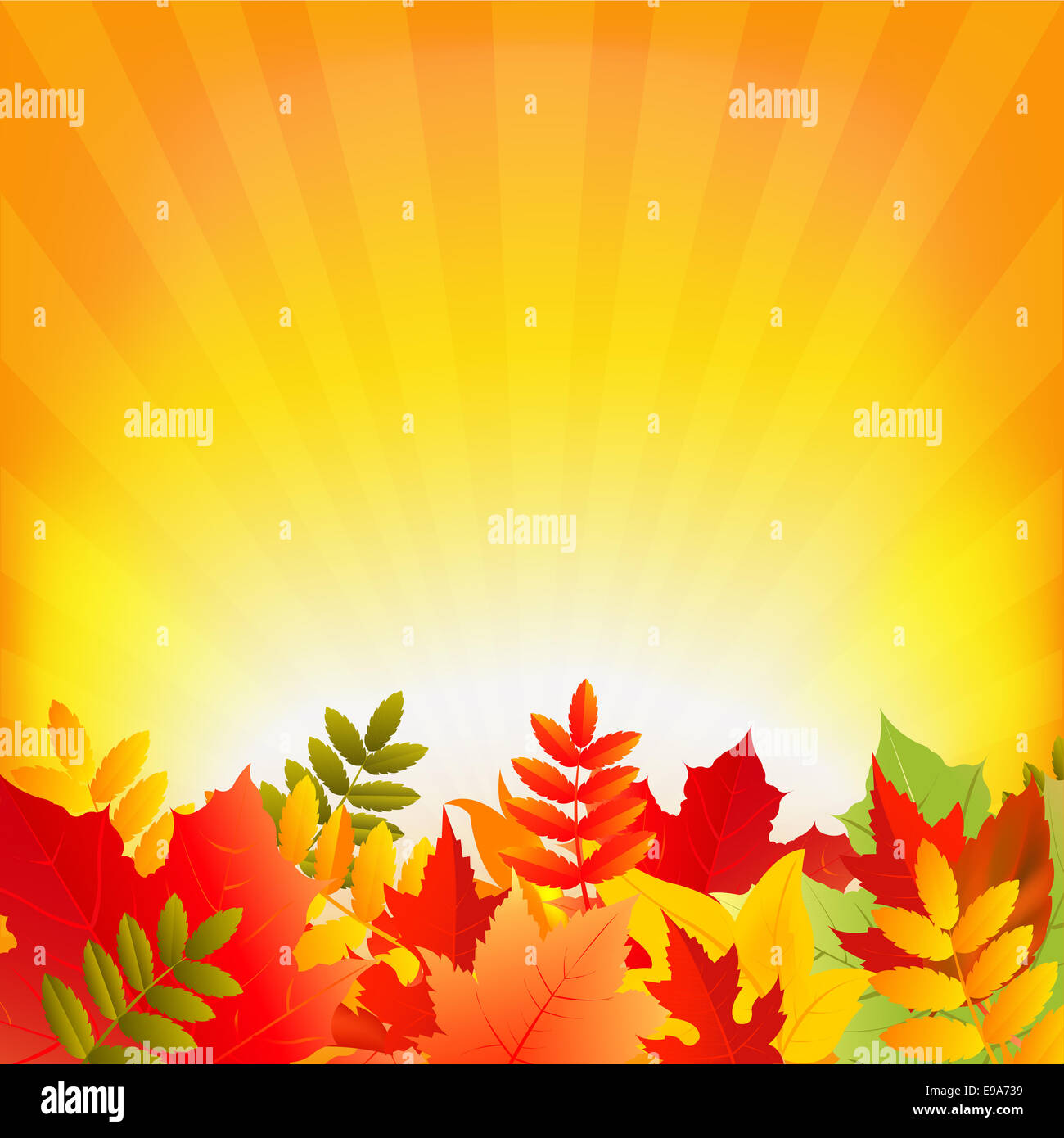 Maple leaf sunburst hi-res stock photography and images - Alamy