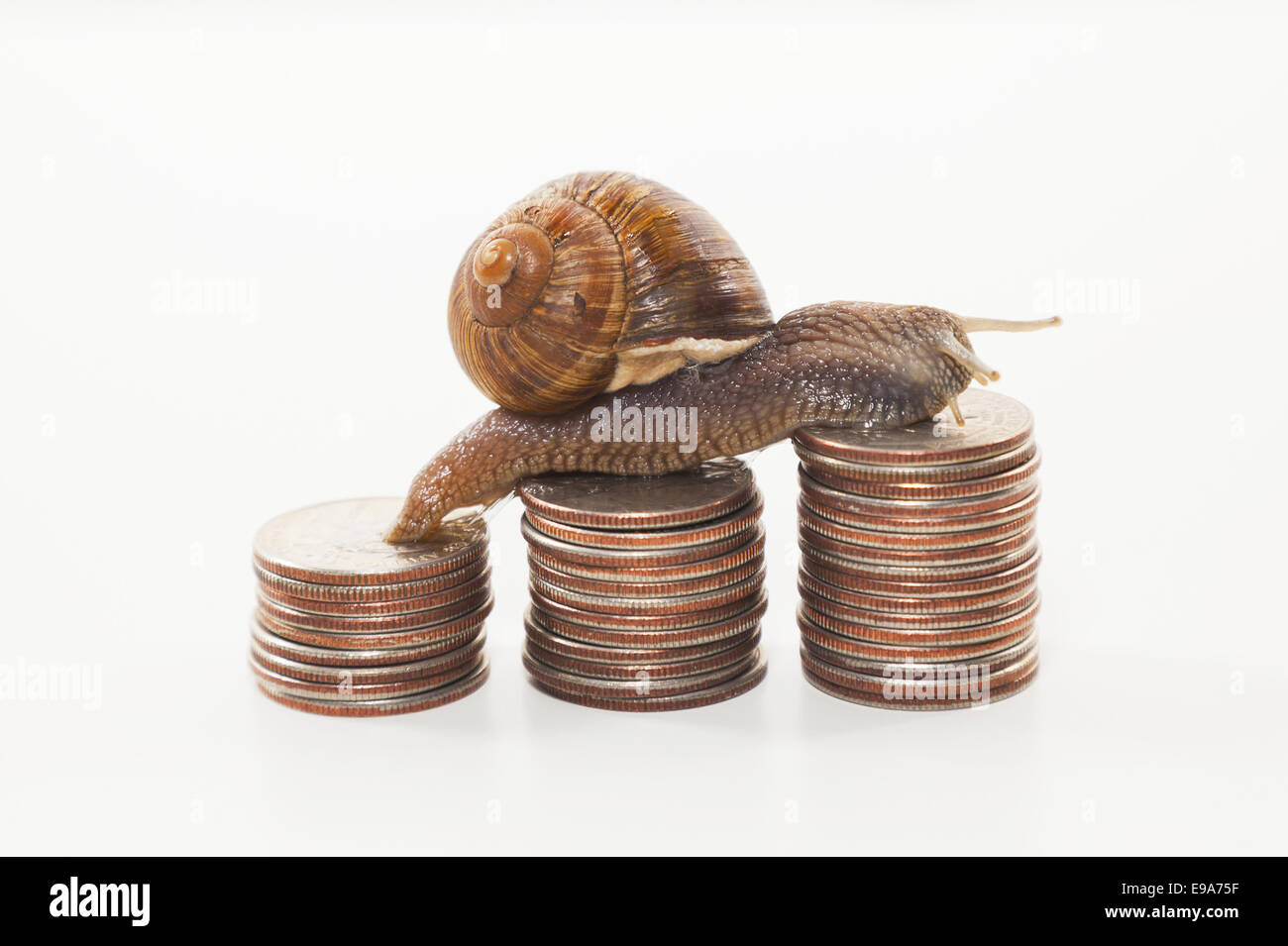 Growth economy snail hi-res stock photography and images - Alamy