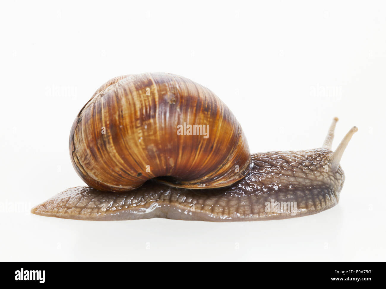 Close up slow moving white hi-res stock photography and images - Alamy