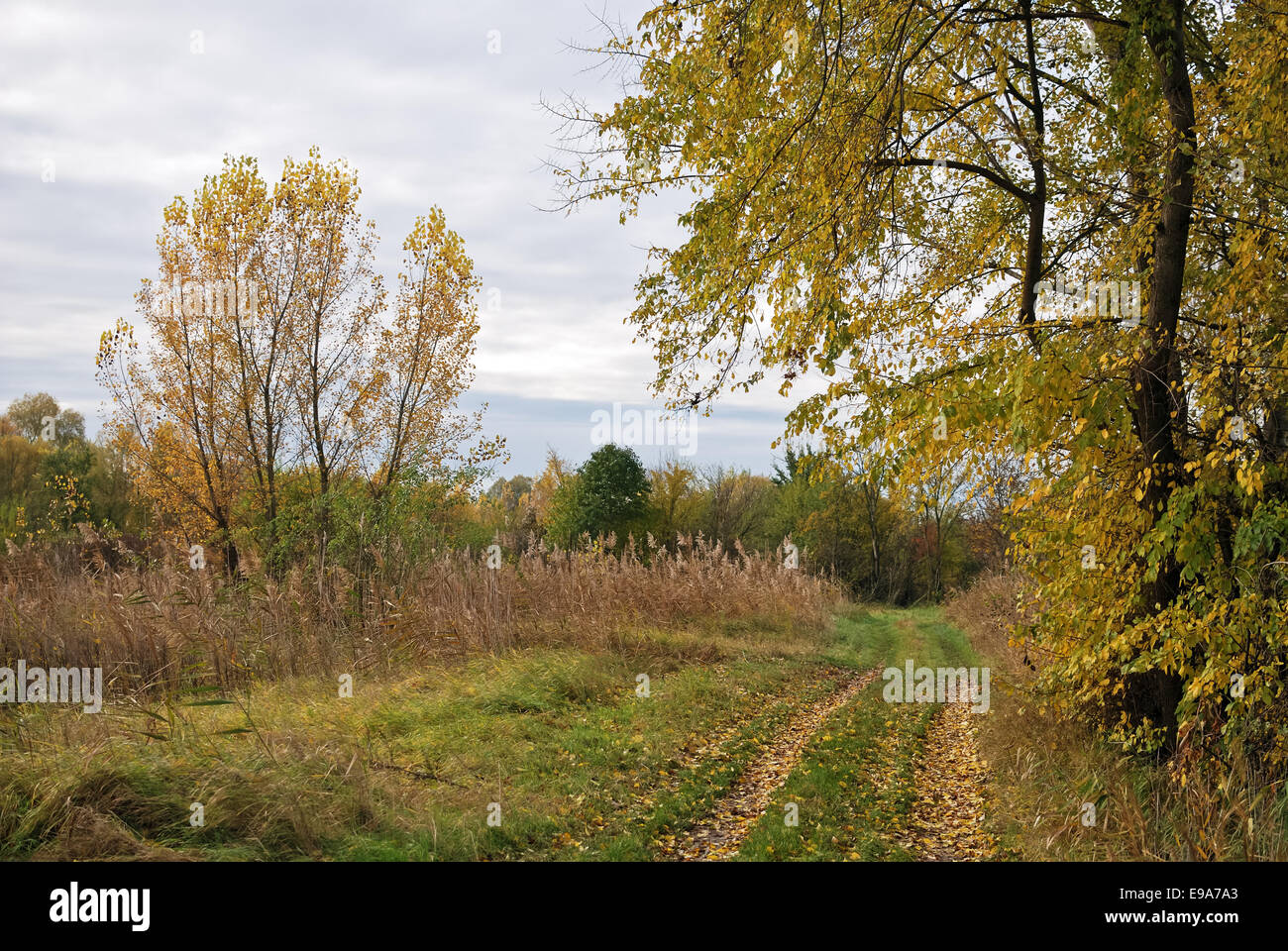 Lane across an autumn landscape Stock Photo - Alamy