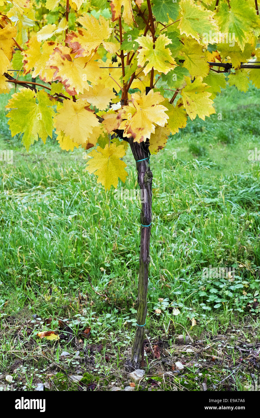 Grapevine in autumn Stock Photo - Alamy