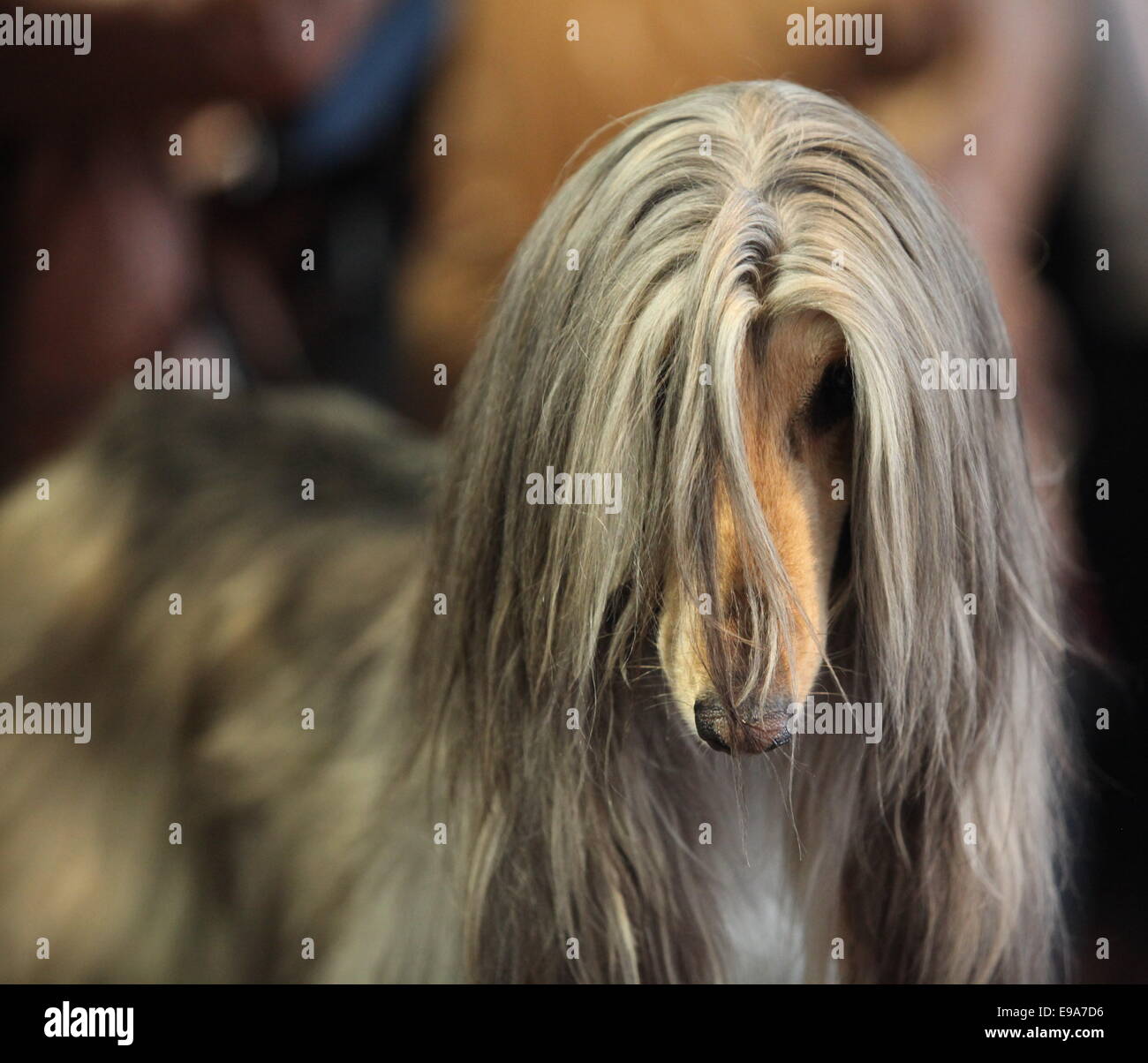 Gold Hound High Resolution Stock Photography and Images - Alamy