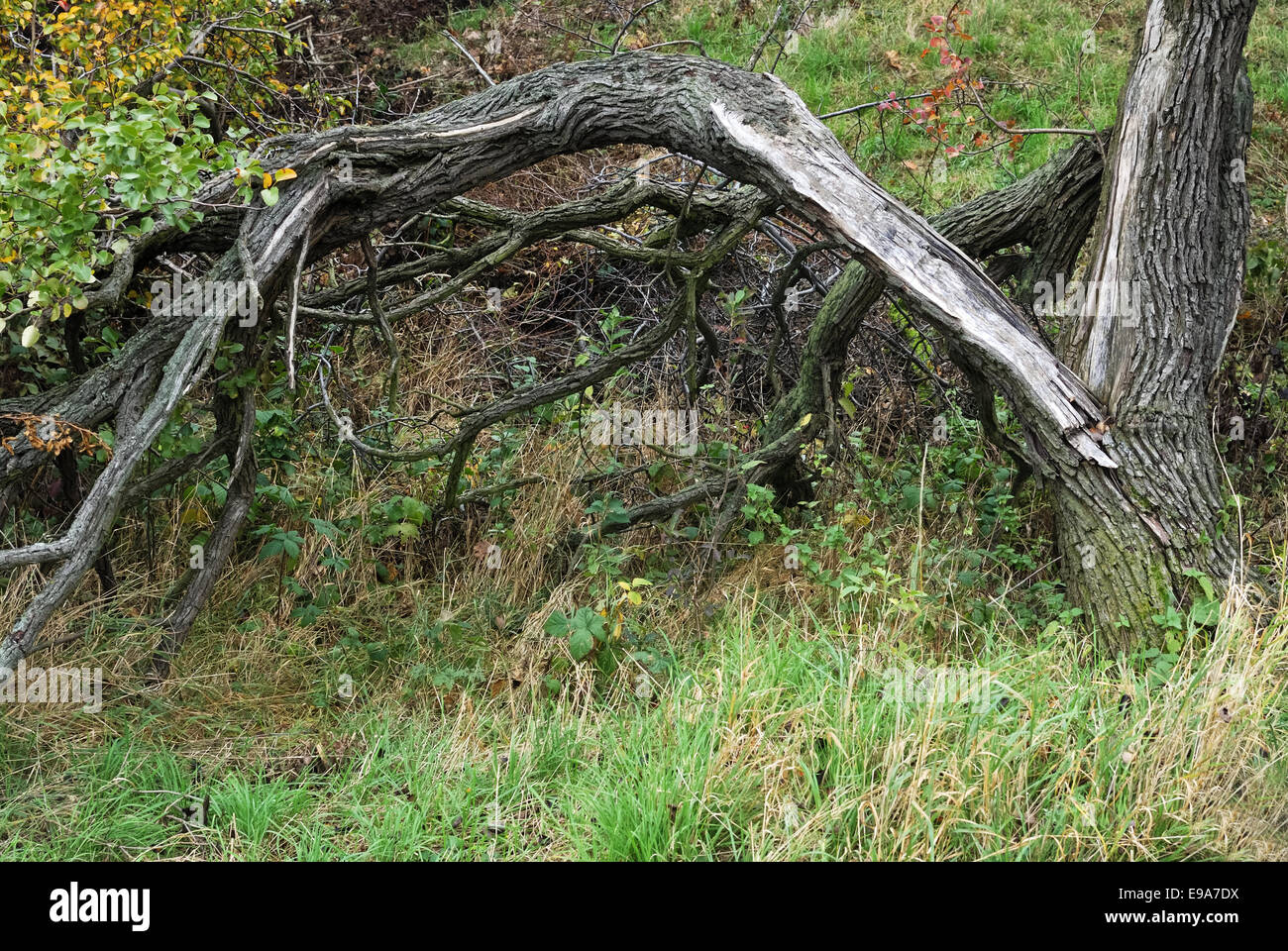 Split tree hi-res stock photography and images - Alamy