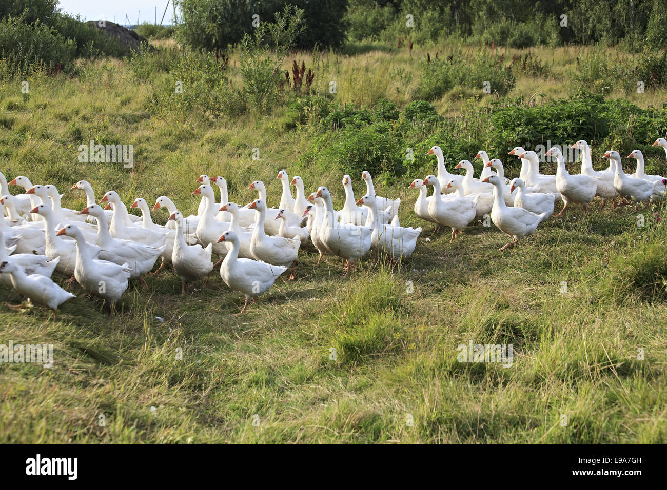 Herd geese coming home Stock Photo - Alamy