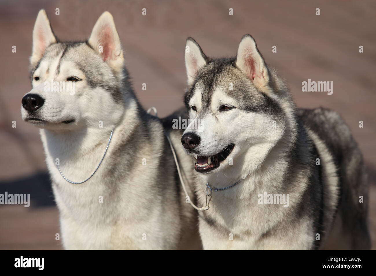Huskies hi-res stock photography and images - Alamy