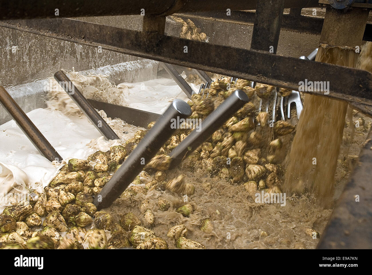 A sugar beet cleaning Stock Photo - Alamy