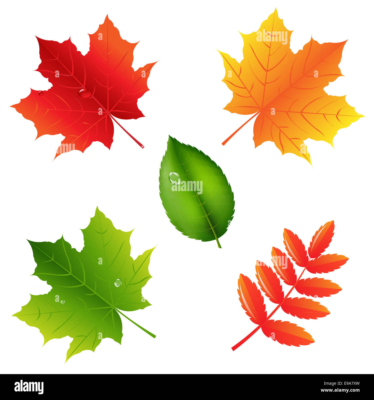 Collection Of Leaves Stock Photo - Alamy