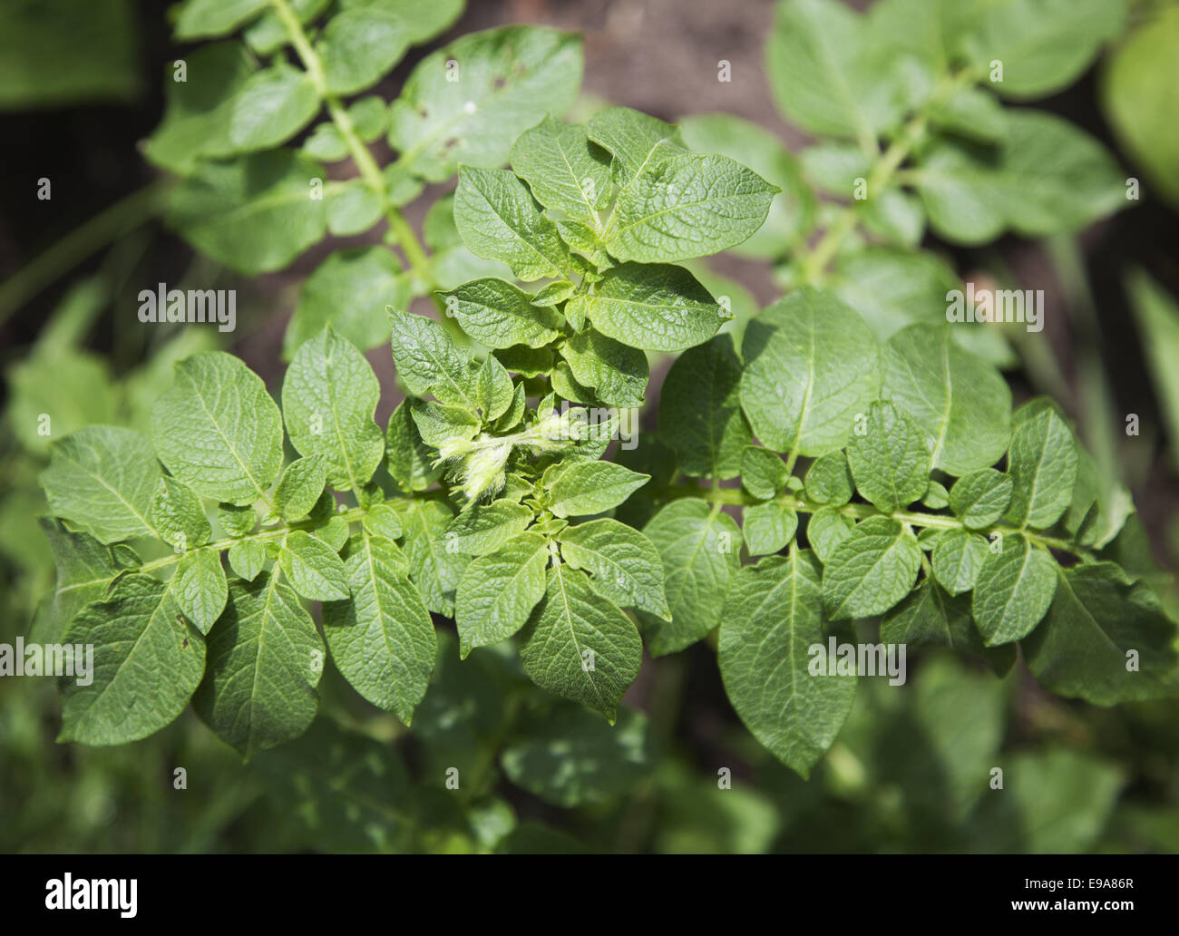 Potato Leaves High Resolution Stock Photography and Images - Alamy