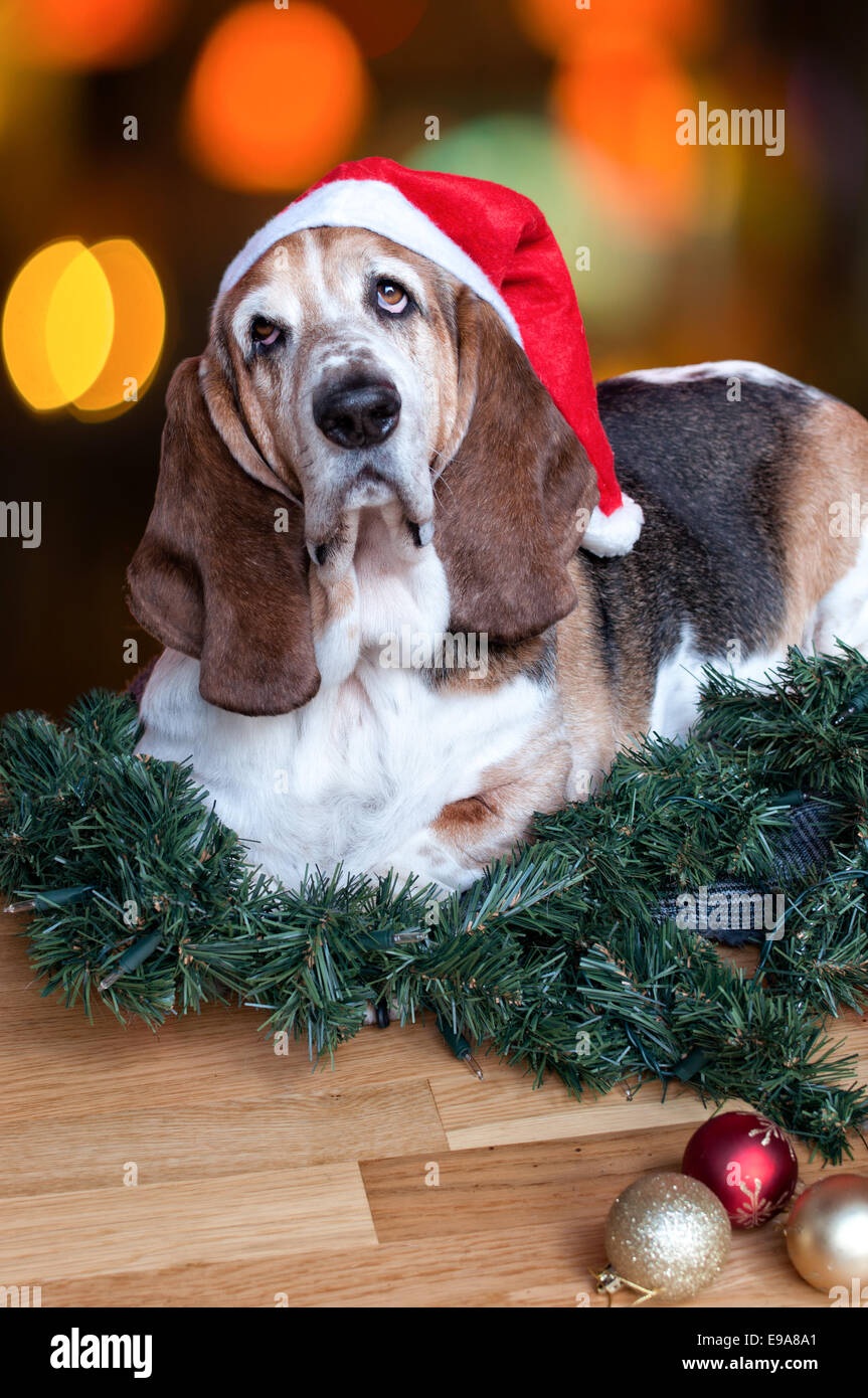 Happy basset hi-res stock photography and images - Alamy