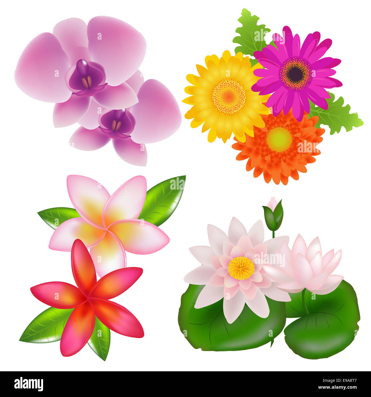 Set Of Flowers Stock Photo - Alamy