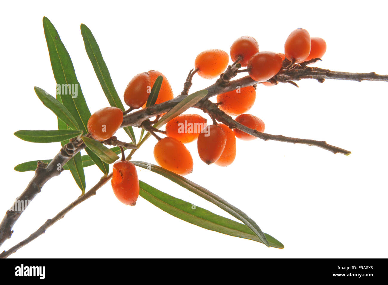Hippophae rhamnoides strauch hi-res stock photography and images - Alamy