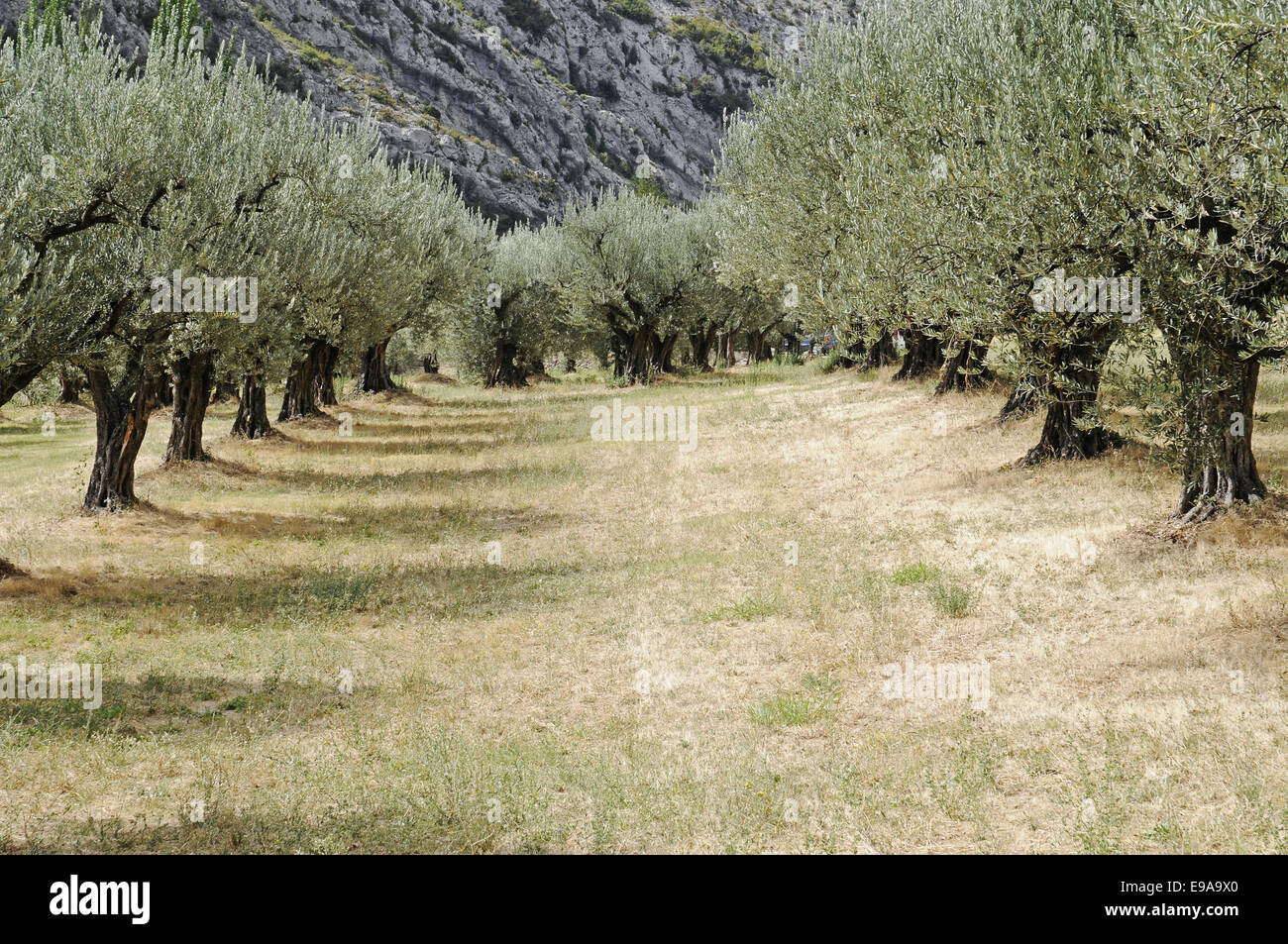 Mountainous olive tree's hi-res stock photography and images - Alamy