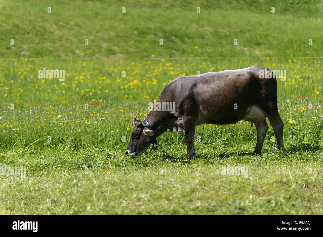 Dairy cow in a meadow Stock Photo - Alamy