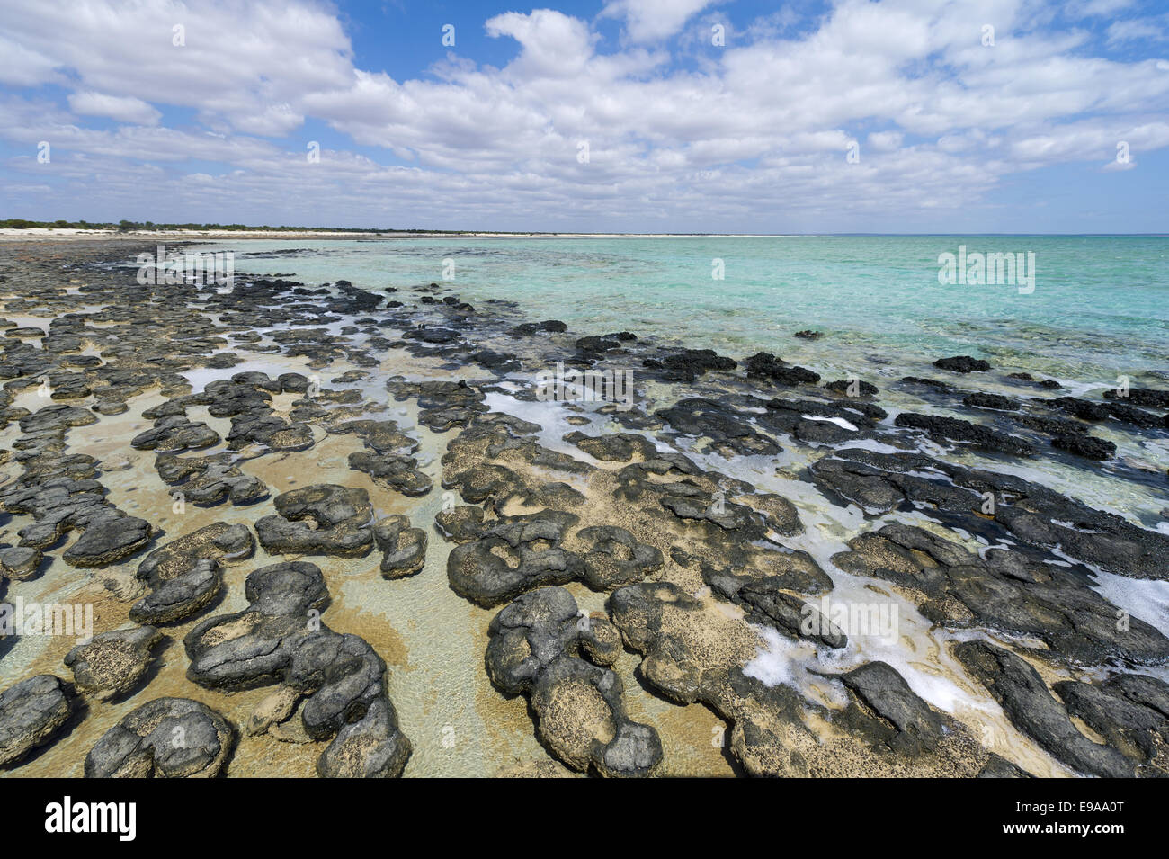 Stromatolites at Shark Bay Stock Photo - Alamy