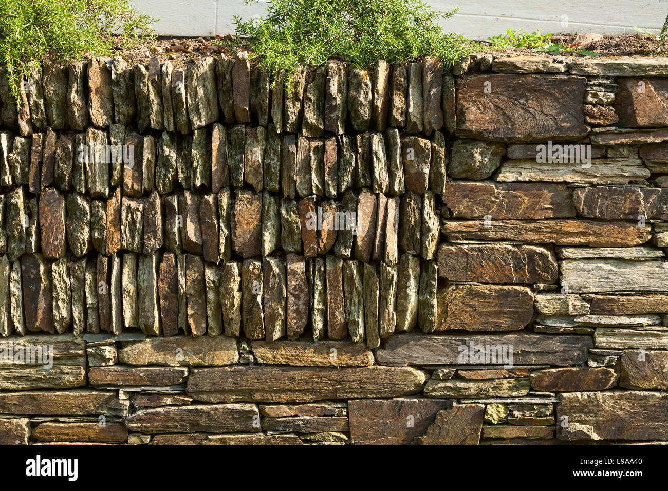Traditional Cornish dry stone wall made from - what appears to be ...