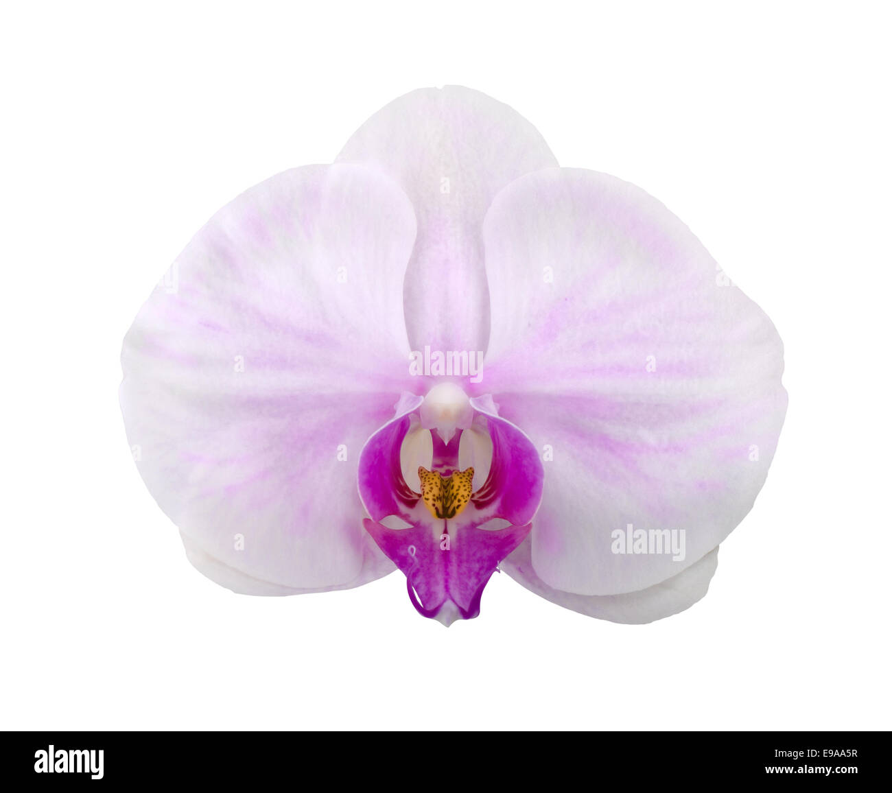 Close up orchid bud Cut Out Stock Images & Pictures - Alamy