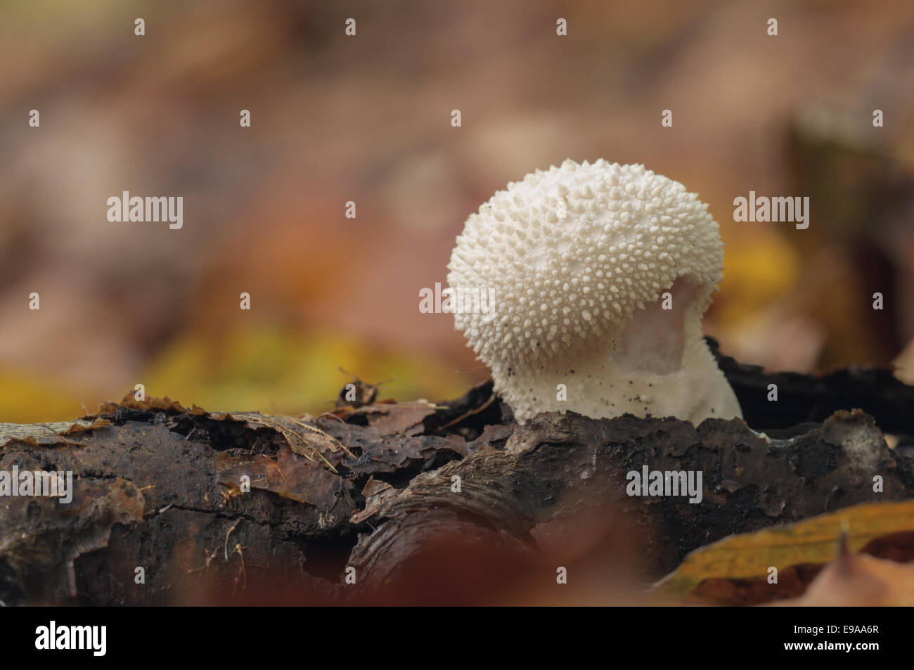 Mosaic puffball hi-res stock photography and images - Alamy