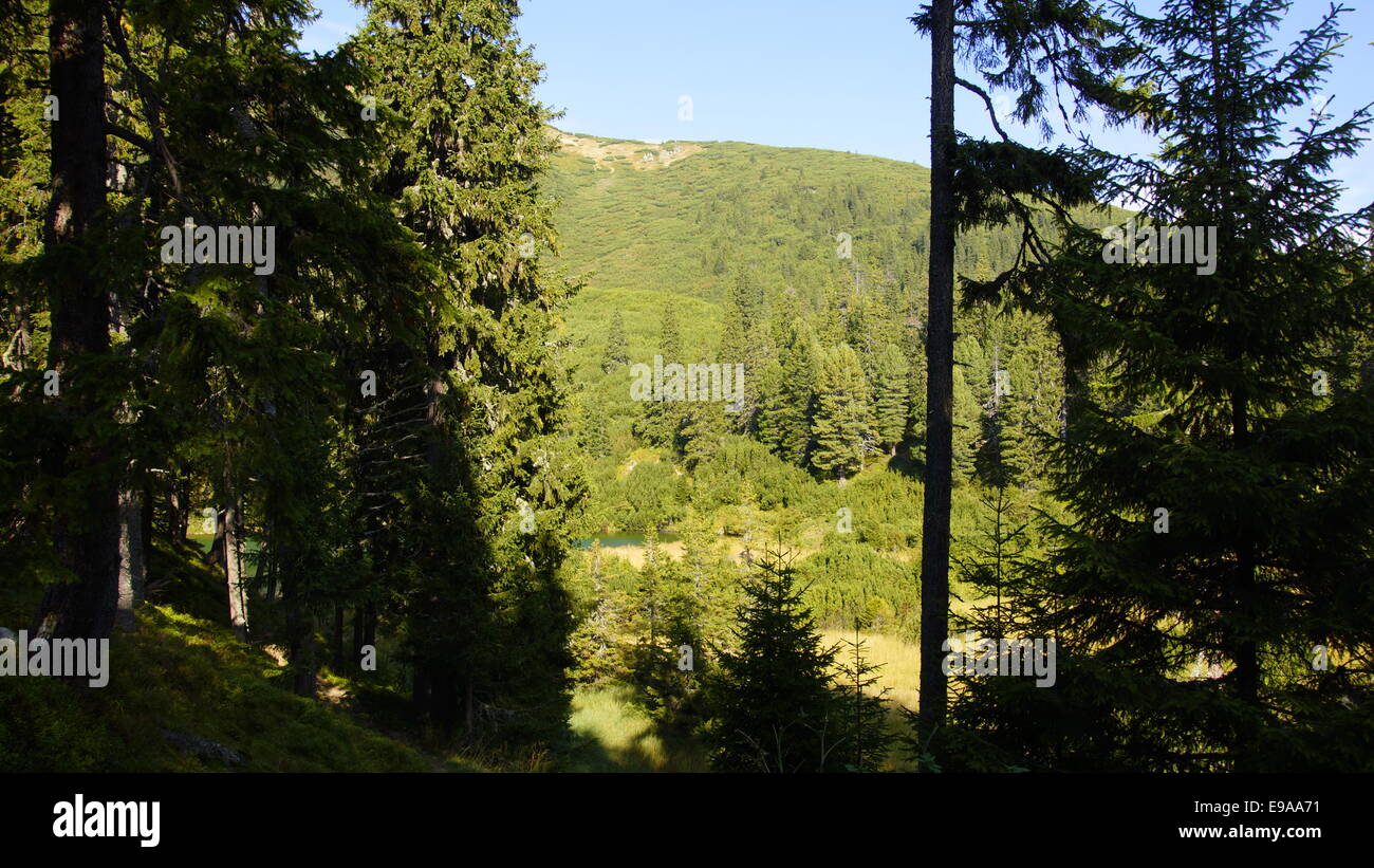 Coniferous and deciduous europe hi-res stock photography and images - Alamy