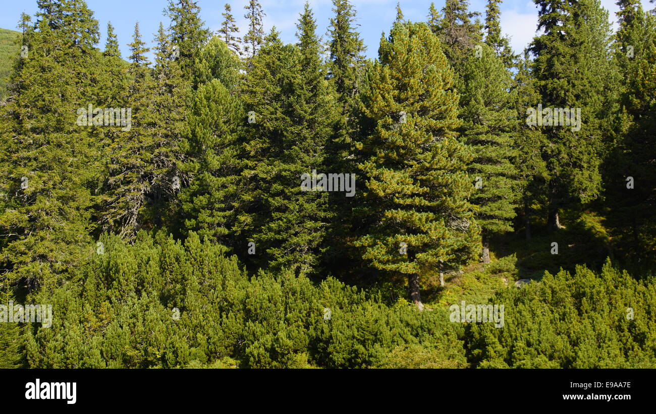 Coniferous forest hi-res stock photography and images - Alamy