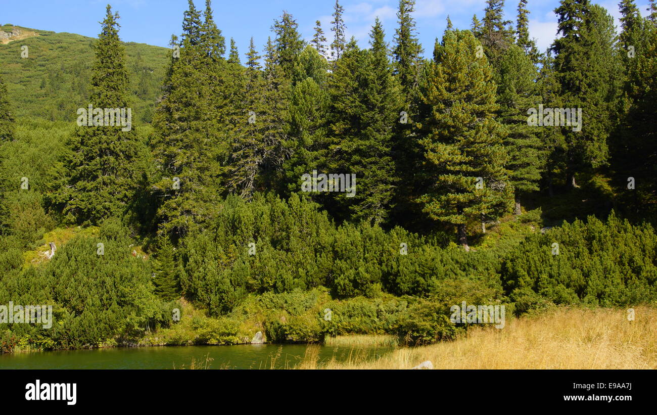 Coniferous and deciduous europe hi-res stock photography and images - Alamy