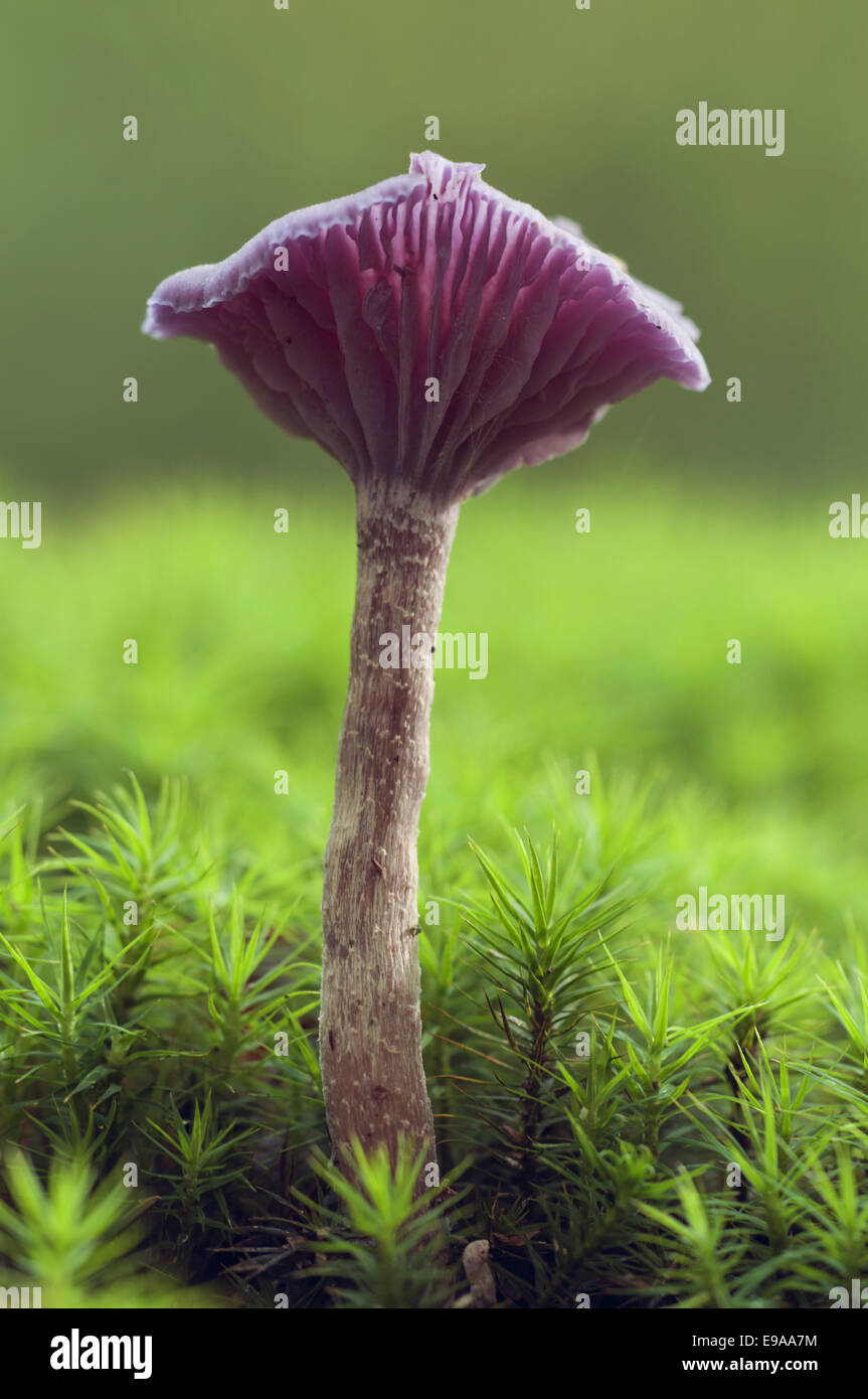 Amethyst Deceiver (Laccaria amethystea Stock Photo - Alamy