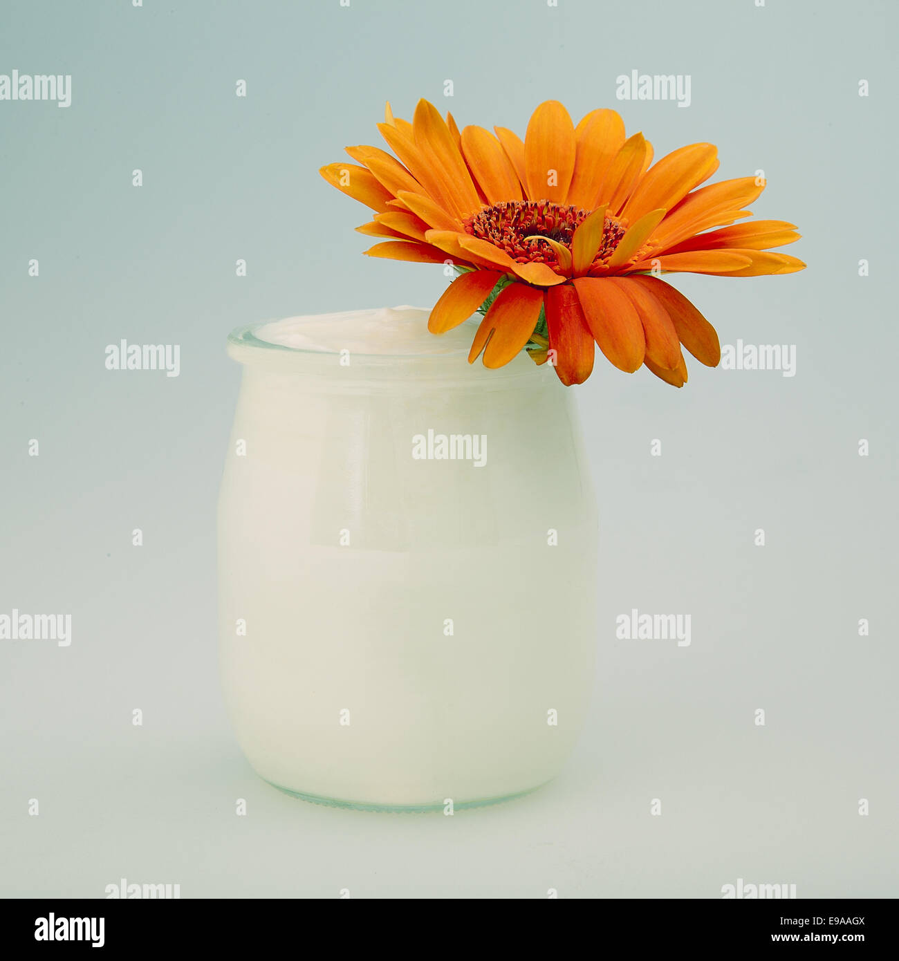 Cream color gerbera flower hi-res stock photography and images - Alamy