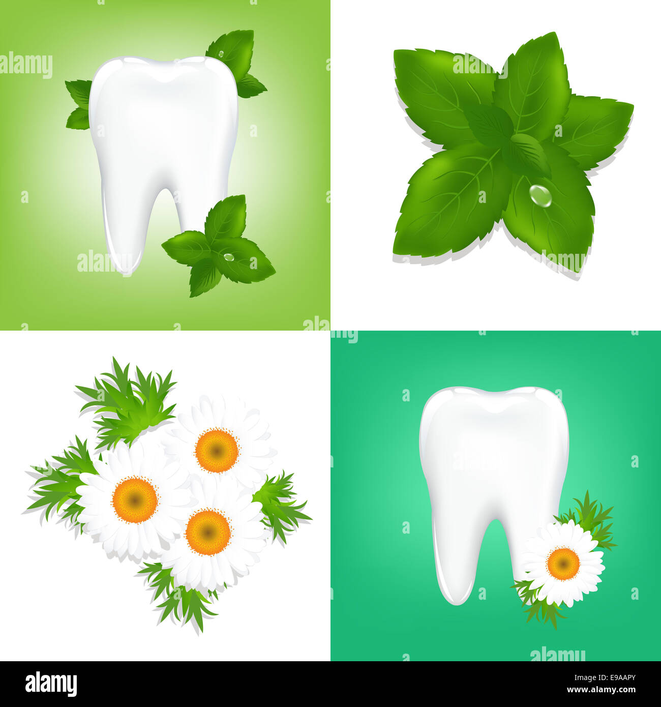 Tooths anatomy hi-res stock photography and images - Alamy