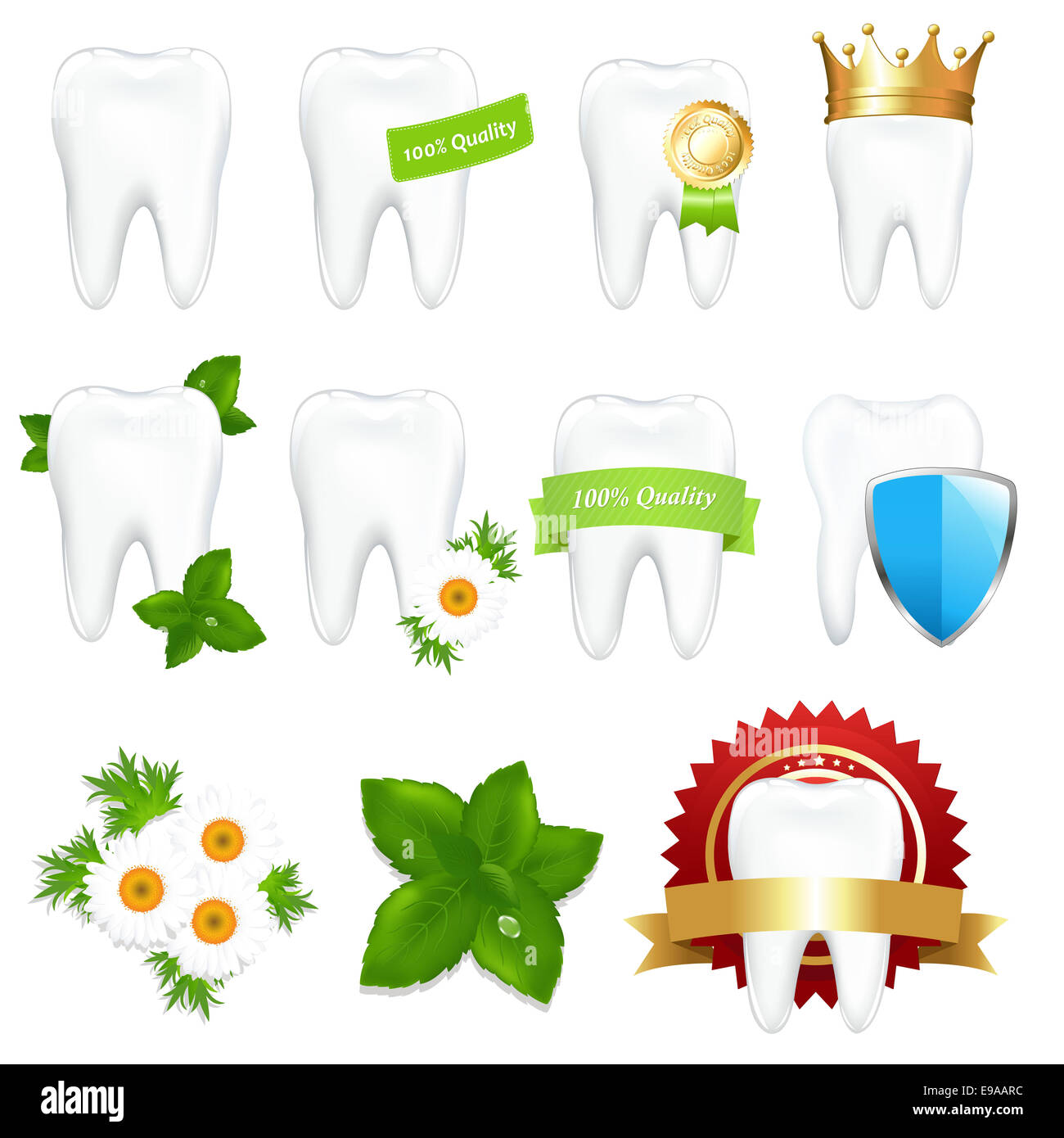 Tooths anatomy hi-res stock photography and images - Alamy