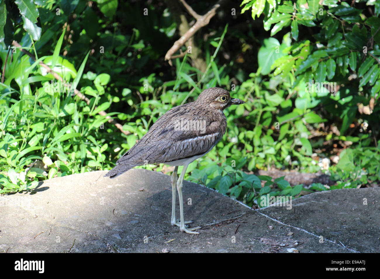 Thick-knee, Stone-curlew (Dikkop) bird Stock Photo - Alamy