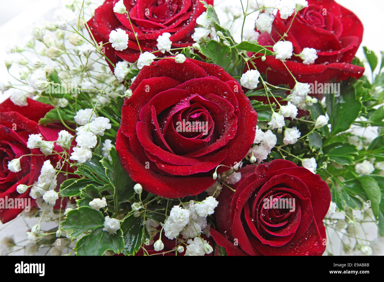 Pascali rose hi-res stock photography and images - Alamy