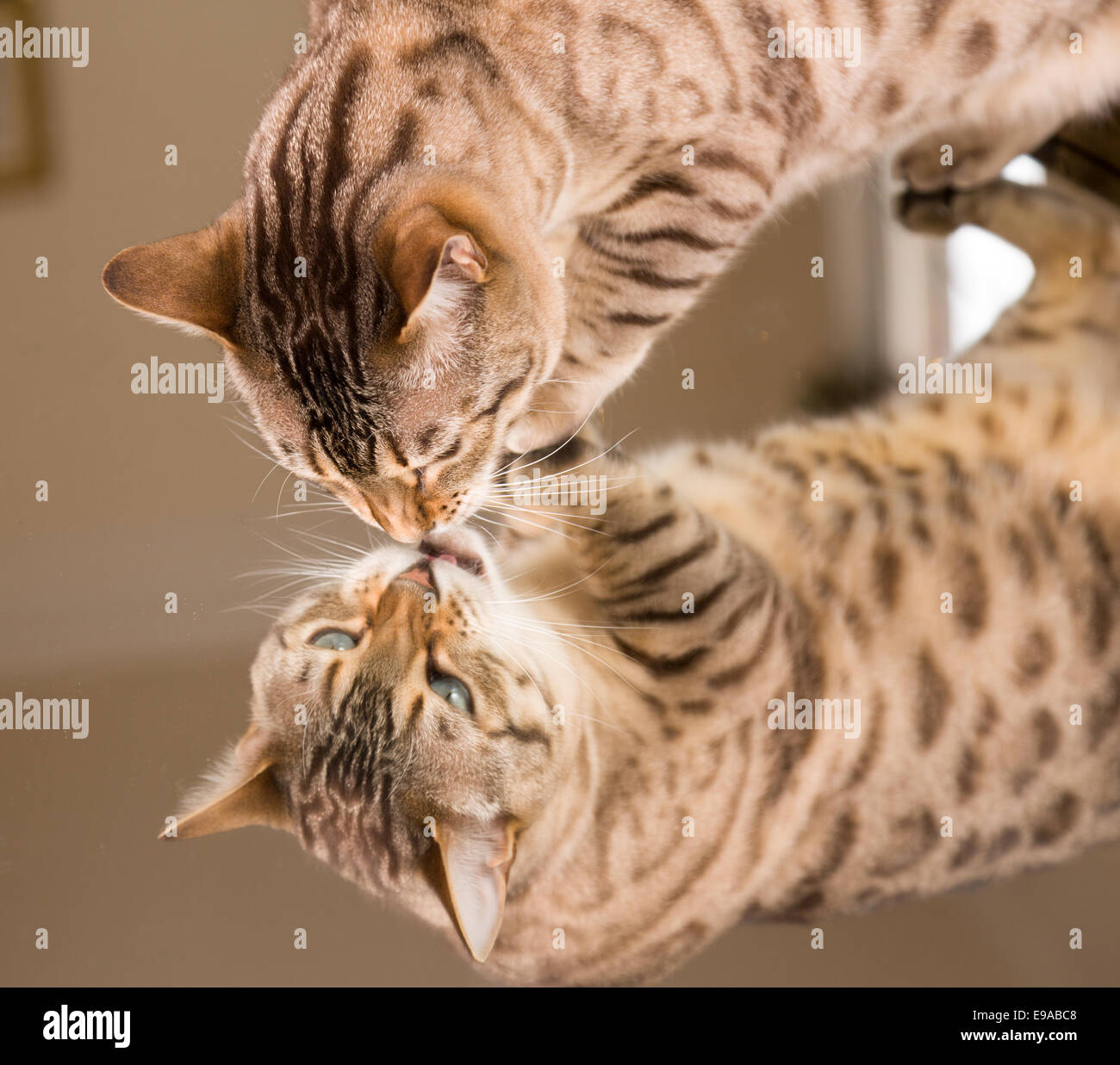 Orange brown bengal cat reflecting in mirror Stock Photo - Alamy