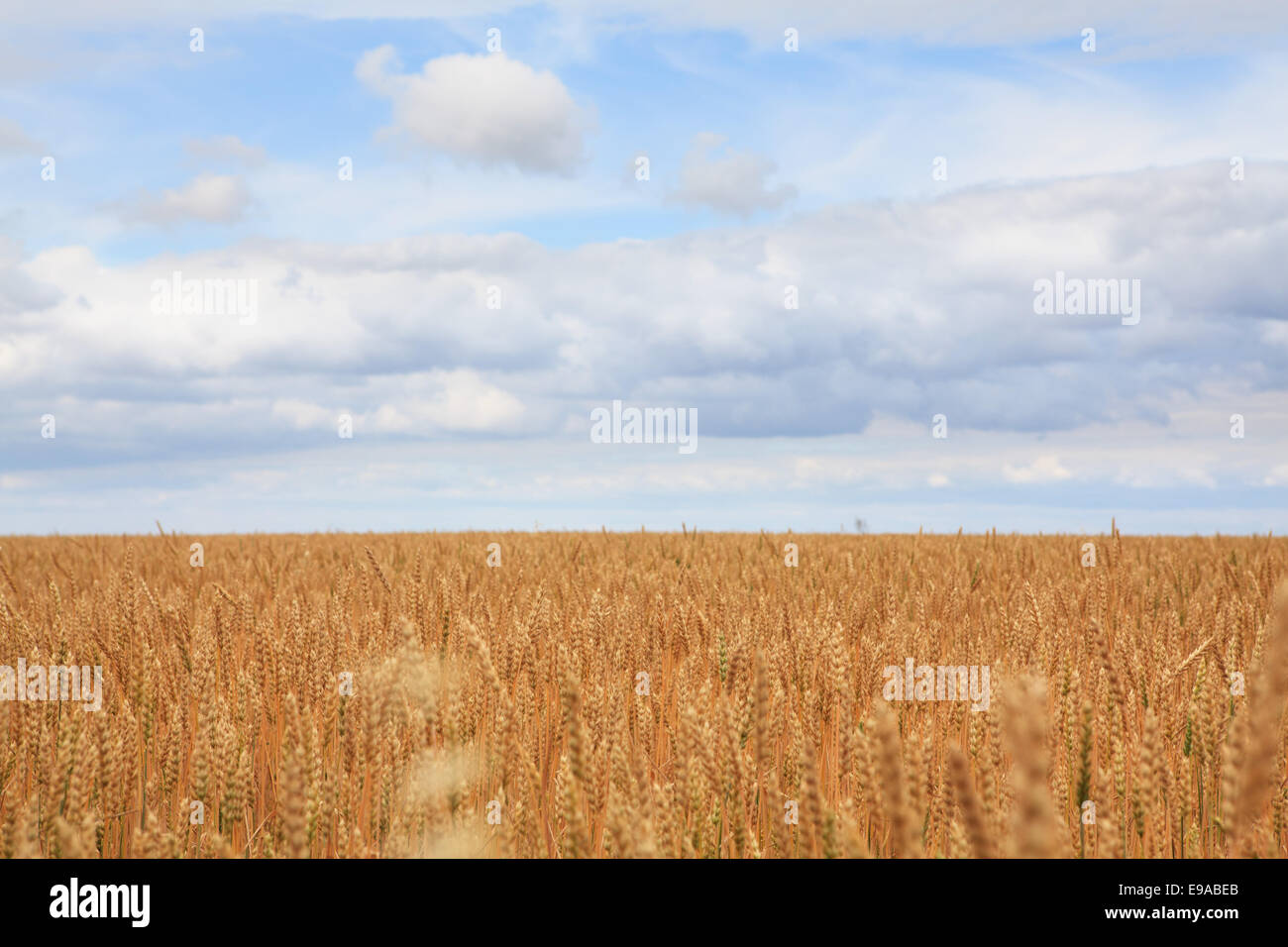 Field of ripe wheat Stock Photo - Alamy