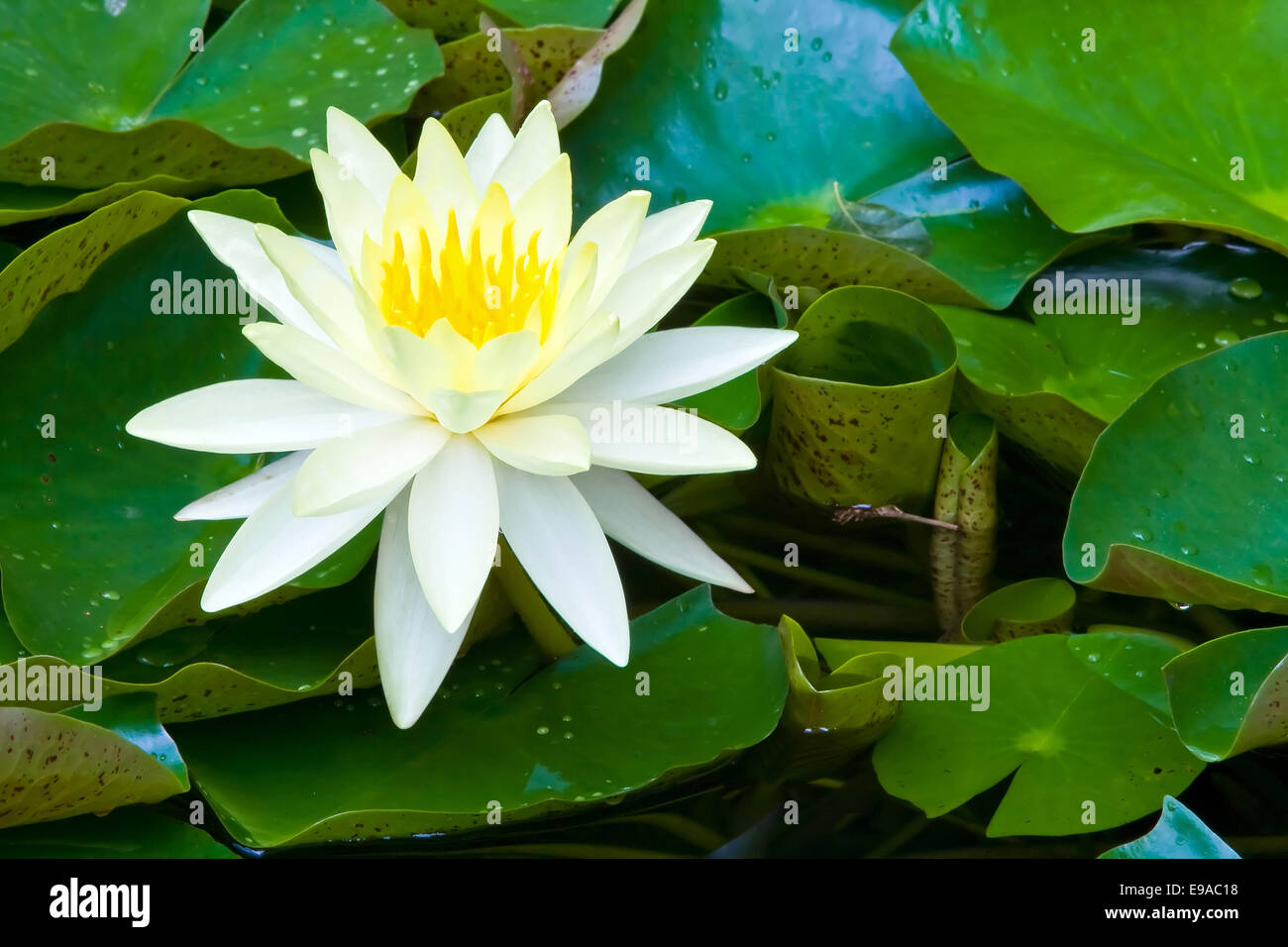 Yellow lotus hi-res stock photography and images - Alamy