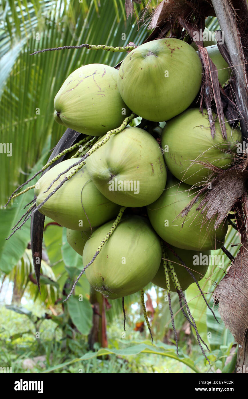 Coconut Fruit Tree Stock Photo - Alamy