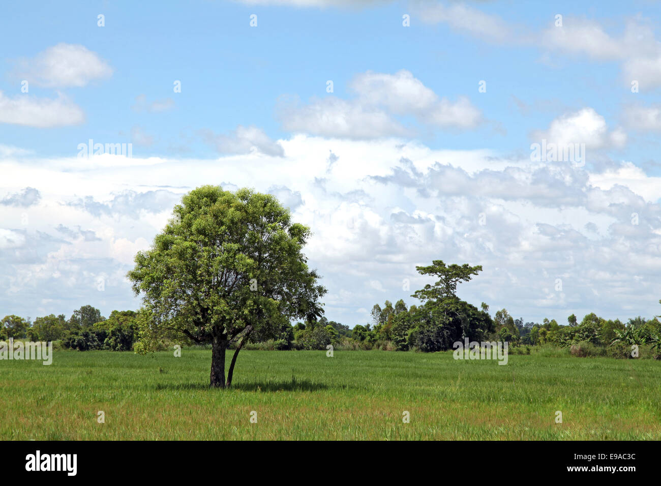 Economical tree hi-res stock photography and images - Alamy