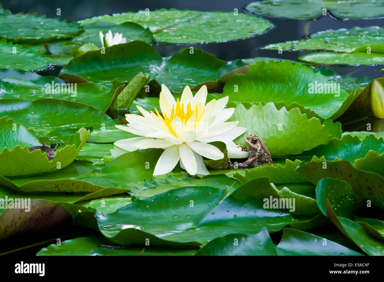 Frog and lotus flower hi-res stock photography and images - Alamy