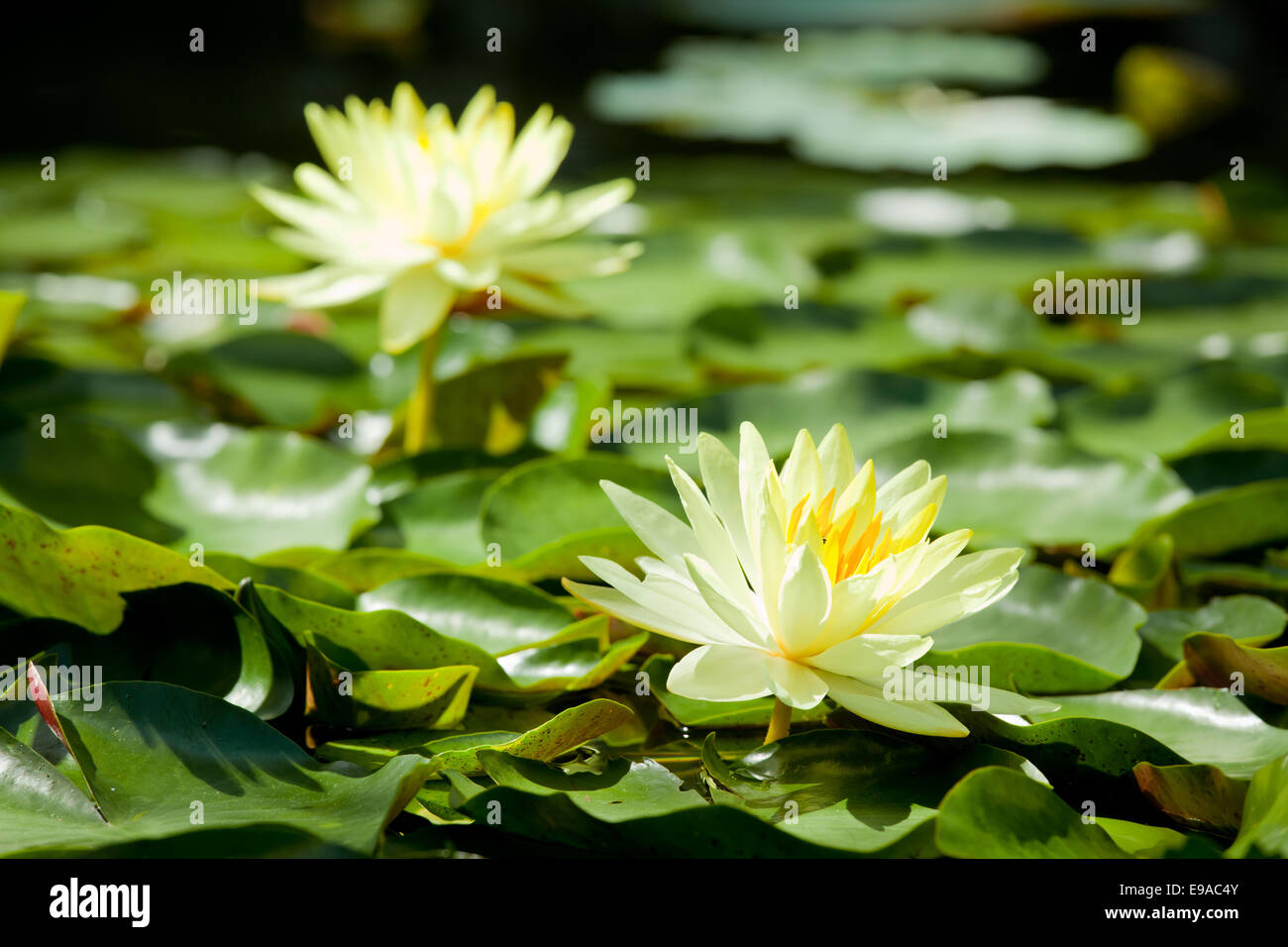 Lotus real hi-res stock photography and images - Alamy
