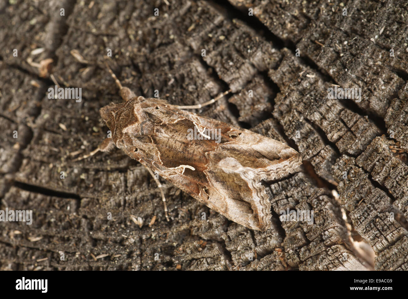 Silver Y (Autographa gamma), Germany Stock Photo - Alamy