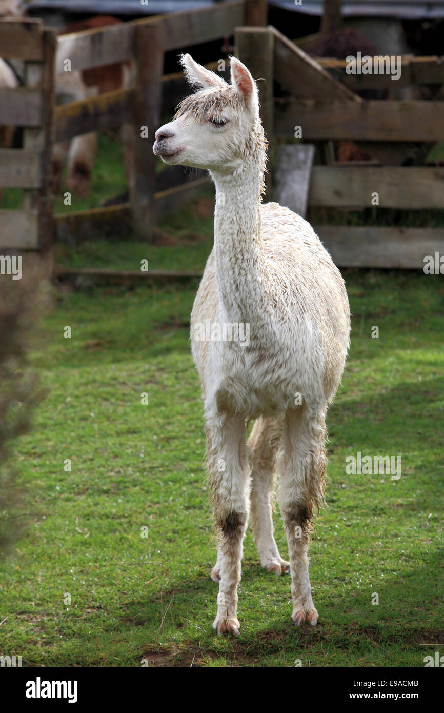 Lama snow hi-res stock photography and images - Alamy