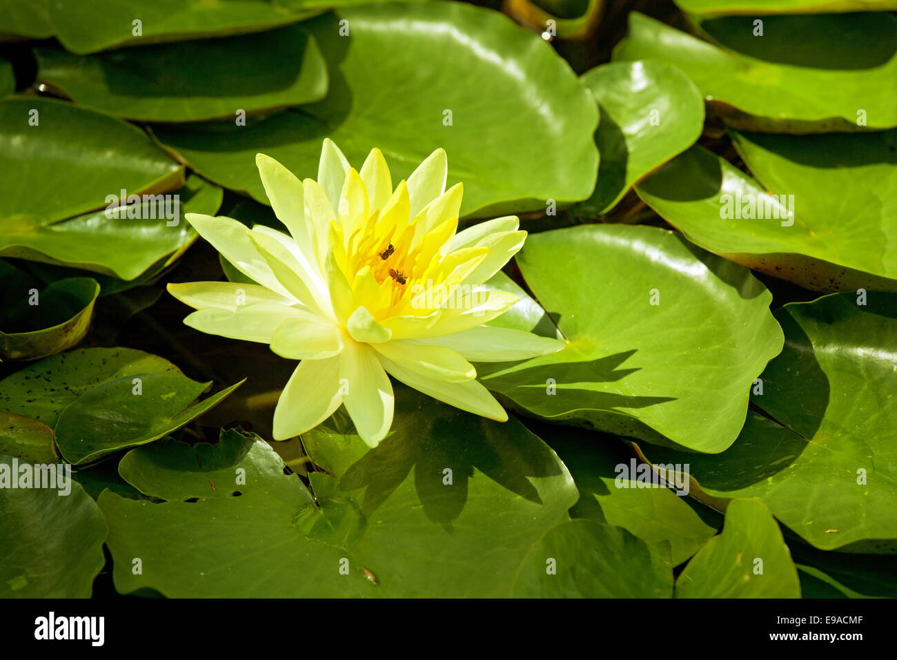 Real lake lotus flowers hi-res stock photography and images - Alamy
