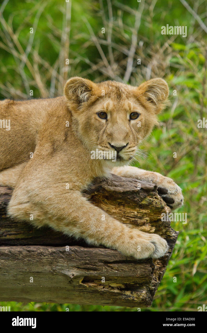 Panthera arten hi-res stock photography and images - Alamy