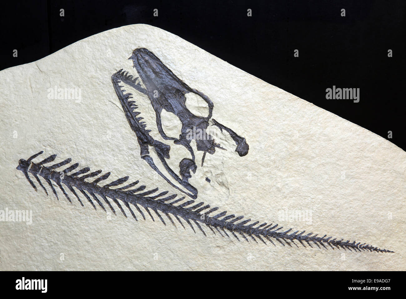 Fossil in stone Stock Photo - Alamy