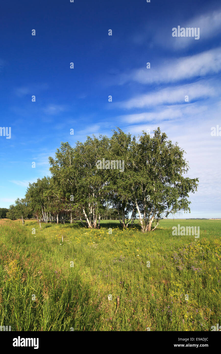 Russian birch trees hi-res stock photography and images - Alamy