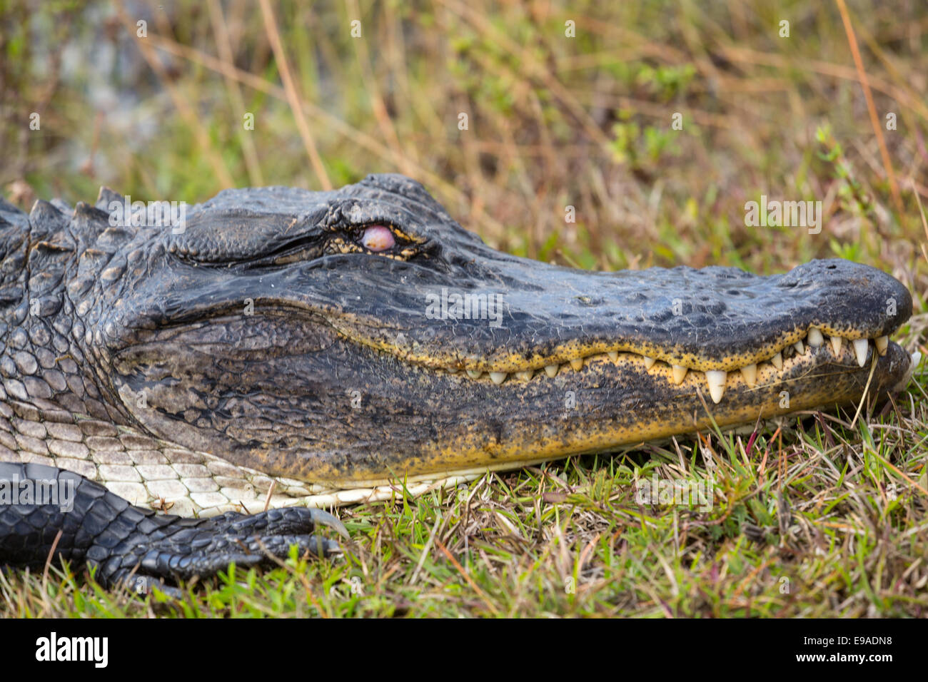 Alligator head hi-res stock photography and images - Alamy