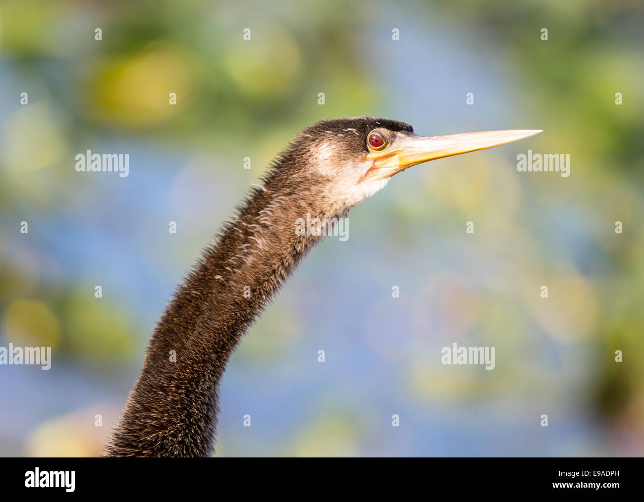 Everglades bird hi-res stock photography and images - Alamy