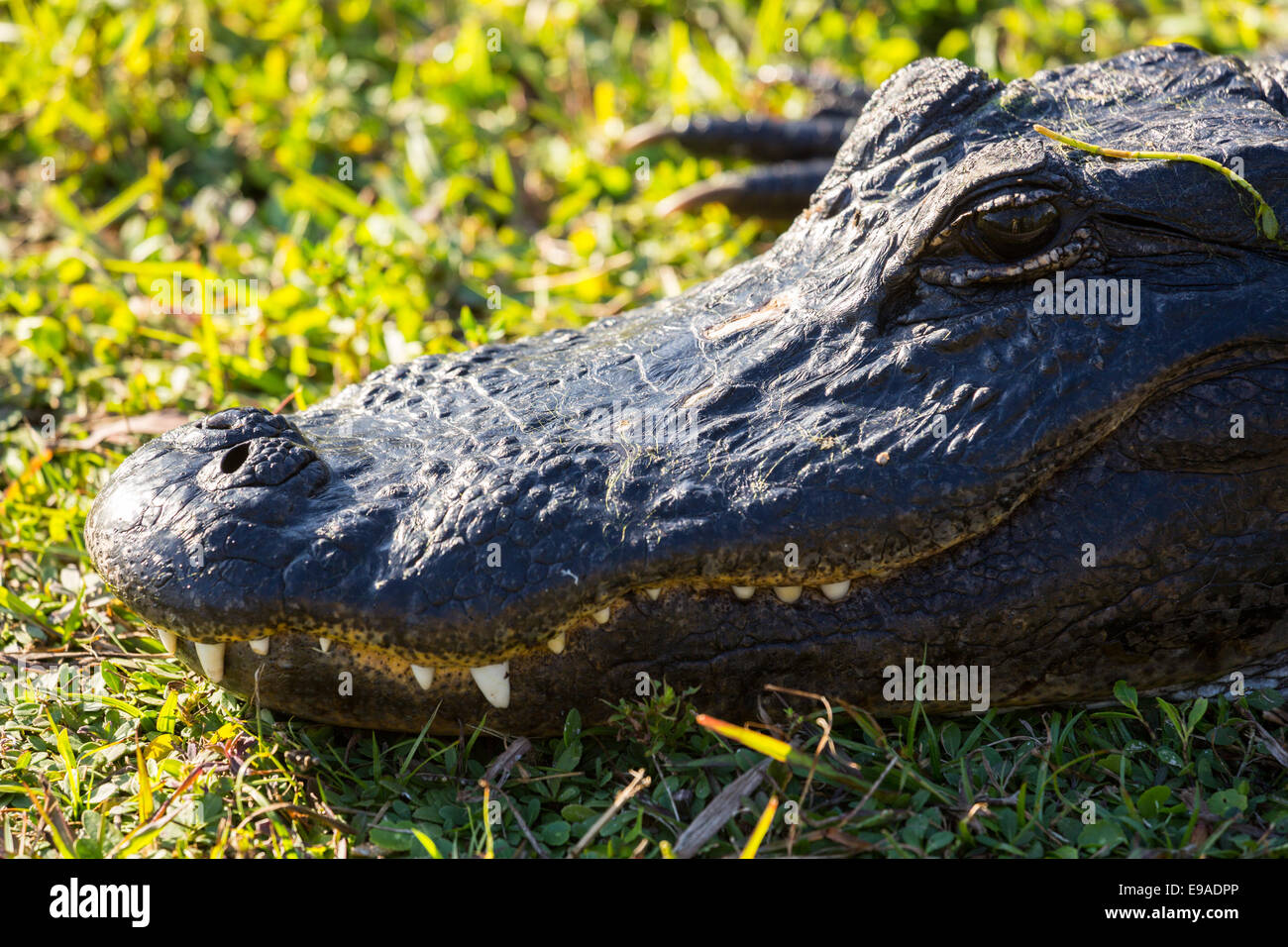 Alligator Teeth Close Up Stock Photos & Alligator Teeth Close Up Stock ...
