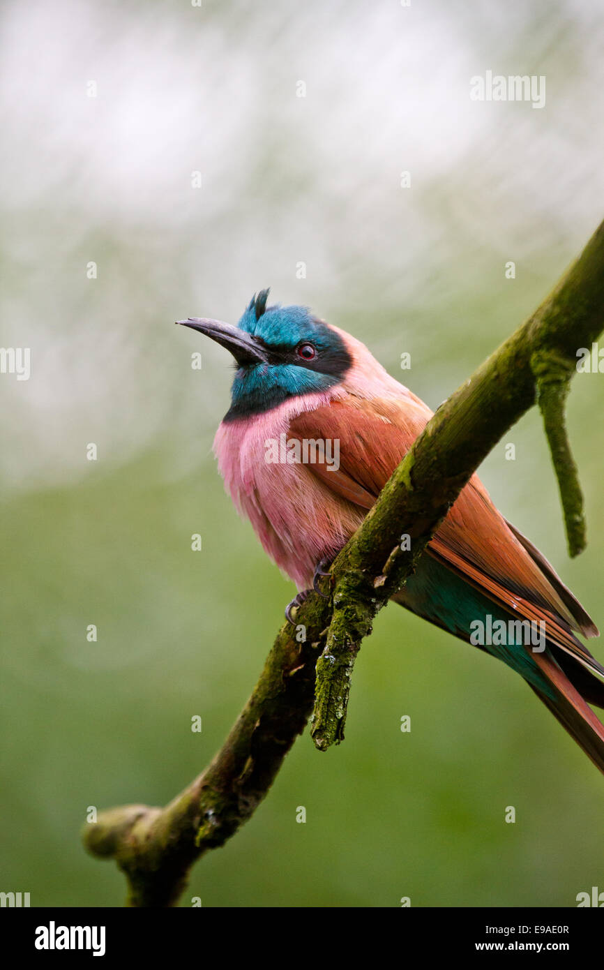 Northern Carmine Bee-eater (Merops nubicus Stock Photo - Alamy