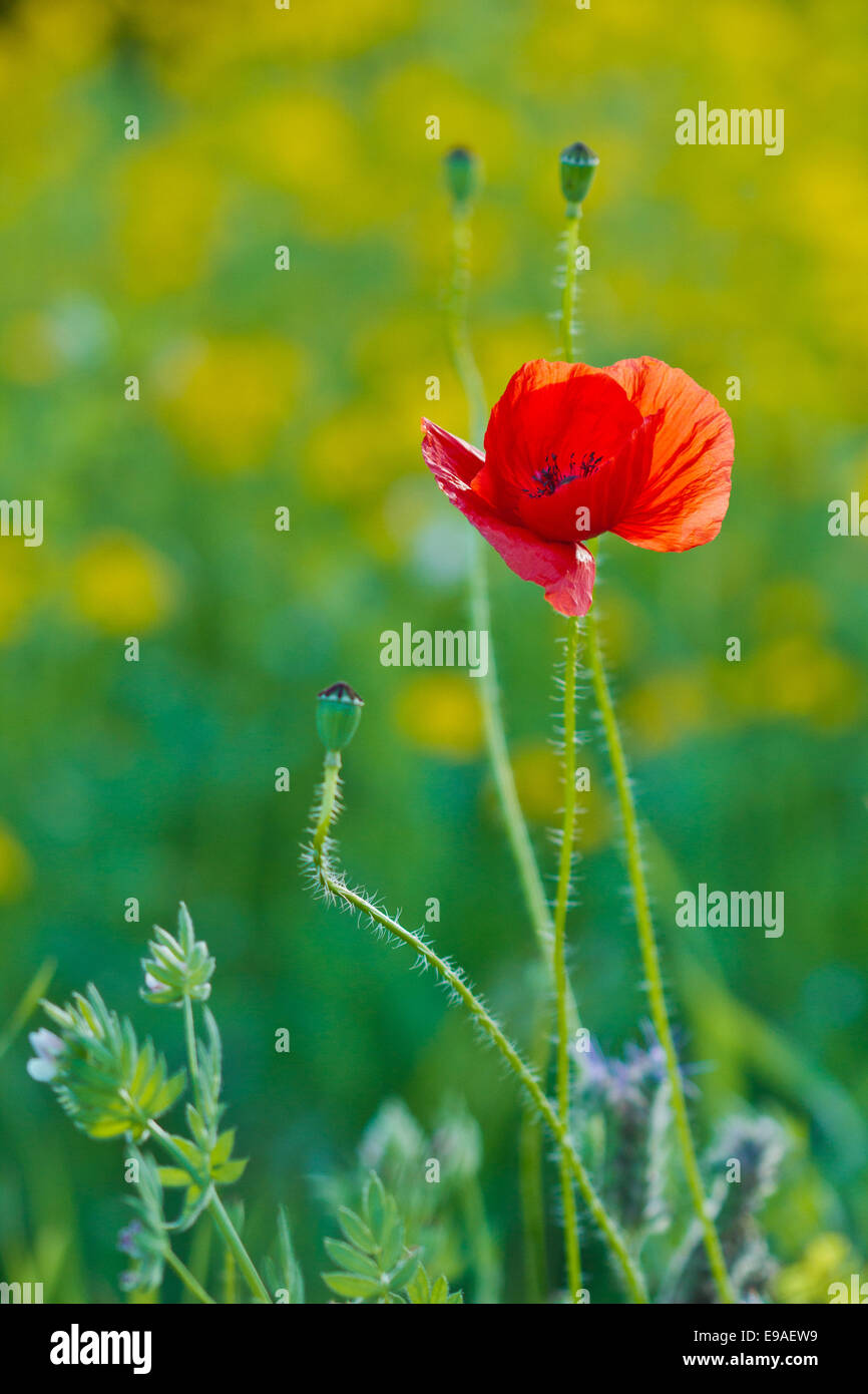 corn poppy, corn rose (Papaver rhoeas Stock Photo - Alamy